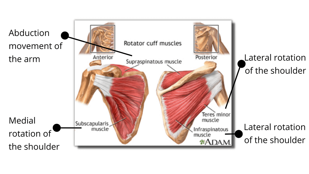 Chapmans Reflexes - Your Musculoskeletal Specialist